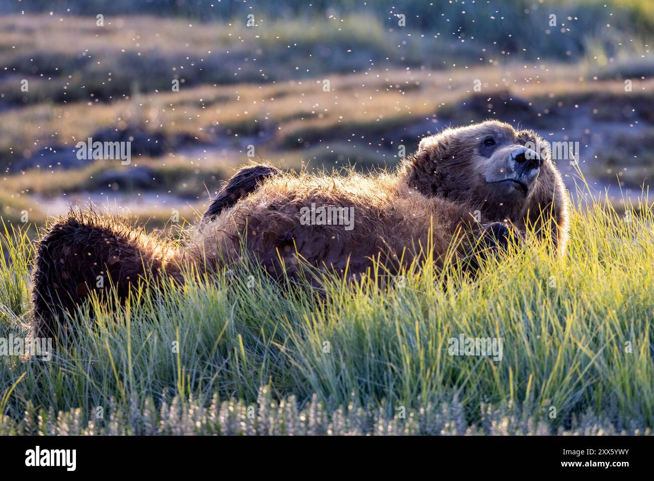 Cute Coastal Brown Bear lying on its back - Brown Bear Bay, Chinitna ...