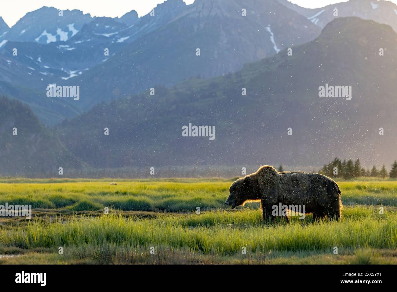 Backlit Coastal Brown Bear in the sunset - Brown Bear Bay, Chinitna Bay ...