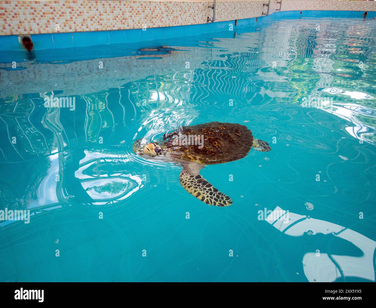 Chonburi, Thailand. 22nd Aug, 2024. The sea turtle seen swimming in the ...