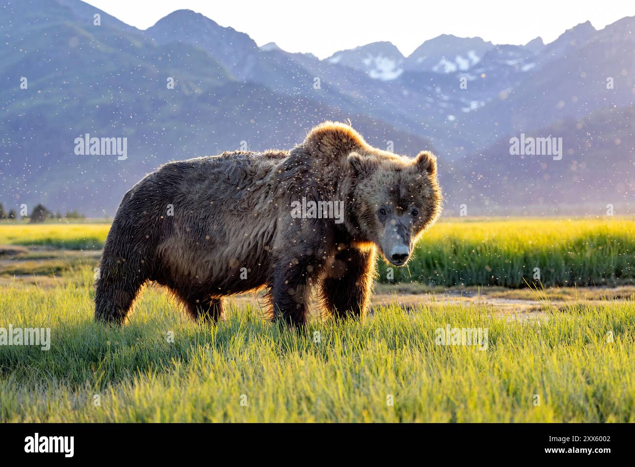 Close-up portrait of Coastal Brown Bear - Brown Bear Bay, Chinitna Bay ...