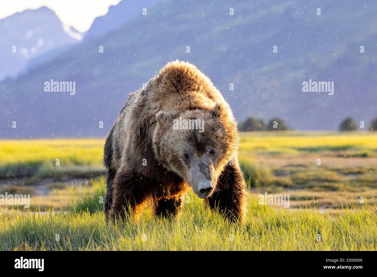 Close-up portrait of Coastal Brown Bear - Brown Bear Bay, Chinitna Bay ...