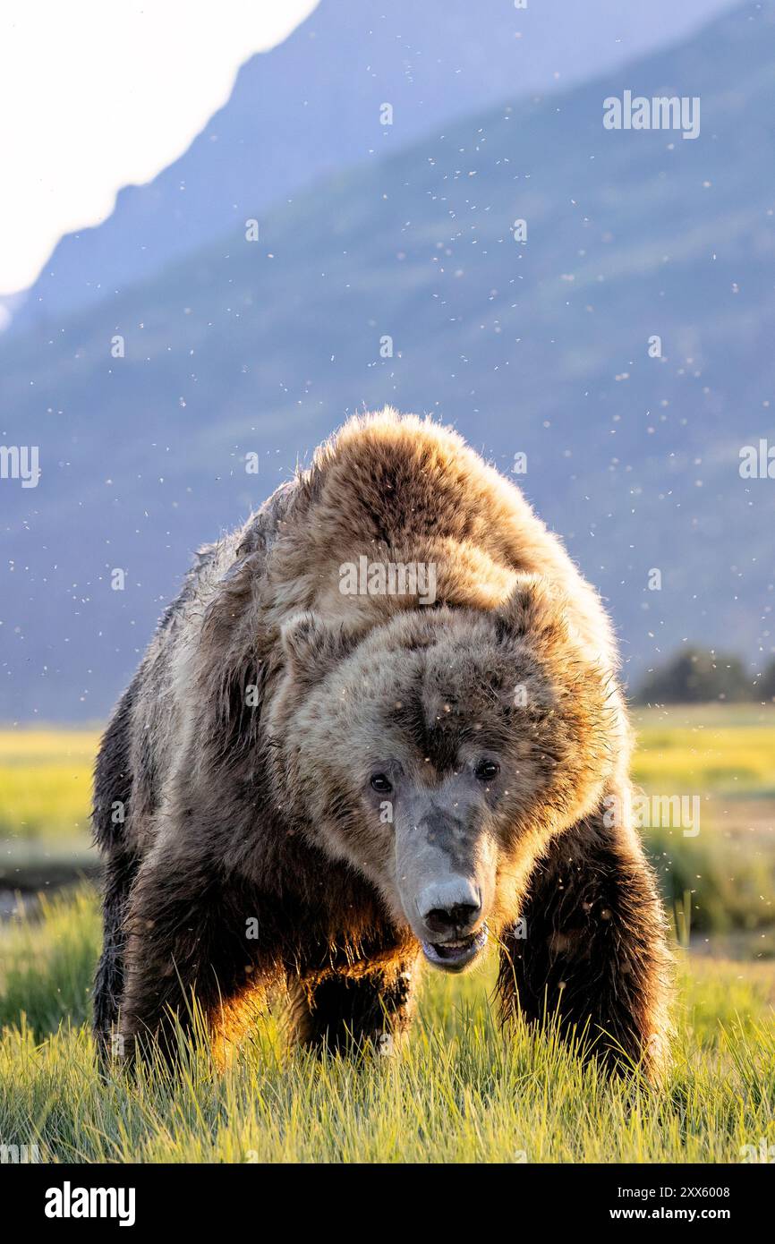 Close-up portrait of Coastal Brown Bear - Brown Bear Bay, Chinitna Bay ...