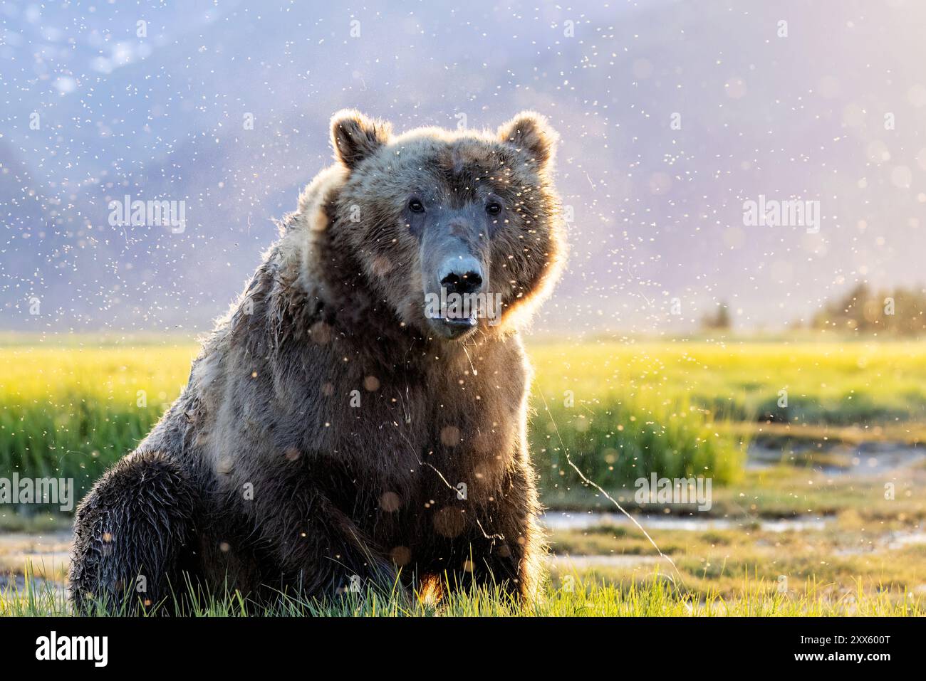 Close-up portrait of Coastal Brown Bear - Brown Bear Bay, Chinitna Bay ...