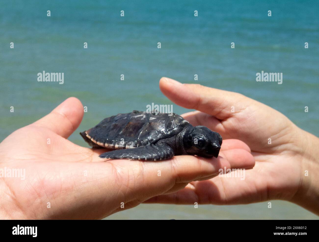 A sea turtle hatchling is on a visitor's hand before being released ...