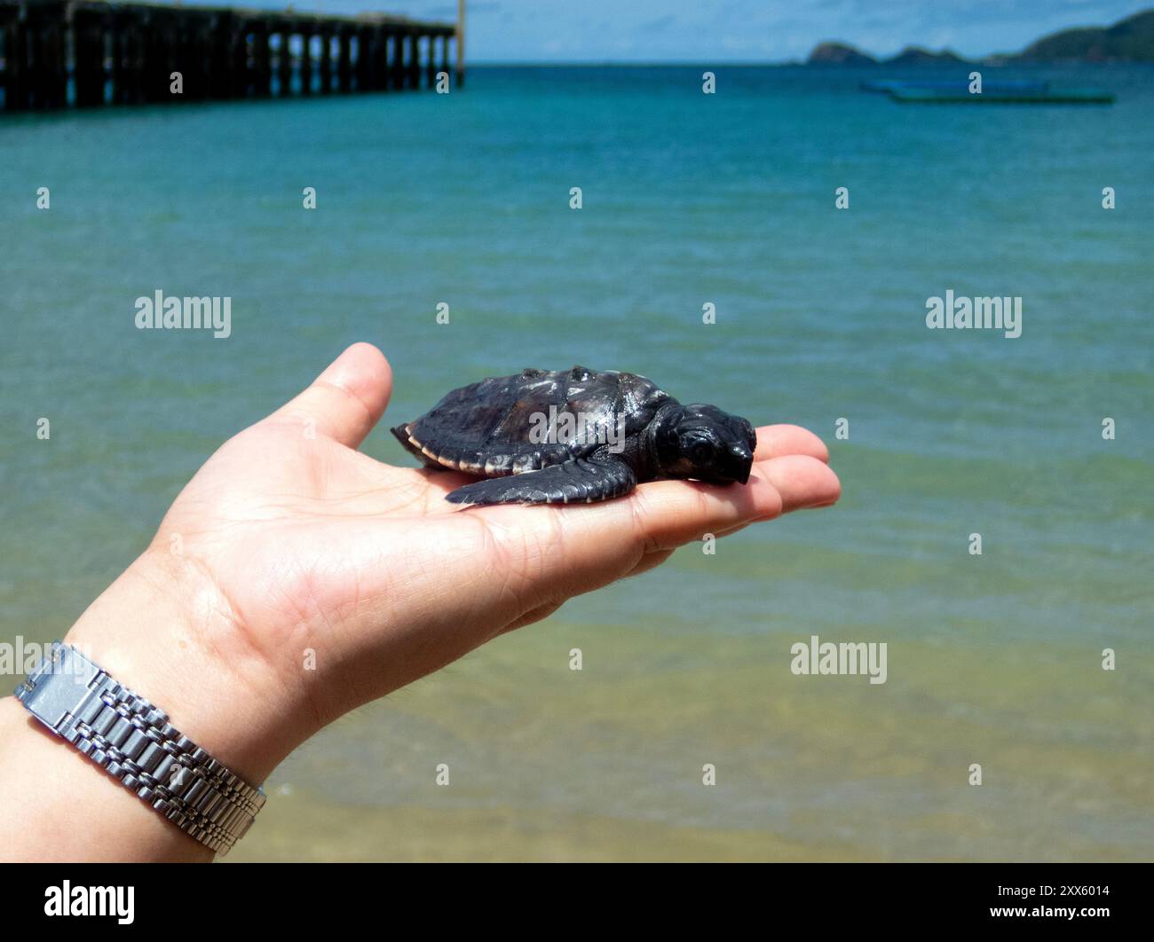 A sea turtle hatchling is on a visitor's hand before being released ...