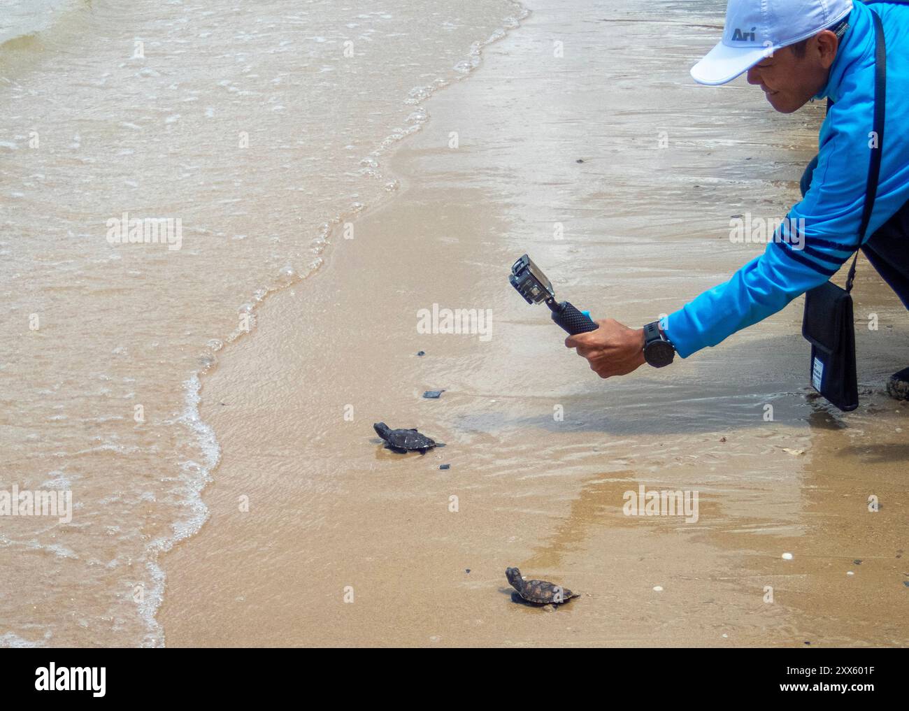 A visitor is photographing sea turtle hatchlings that have been ...