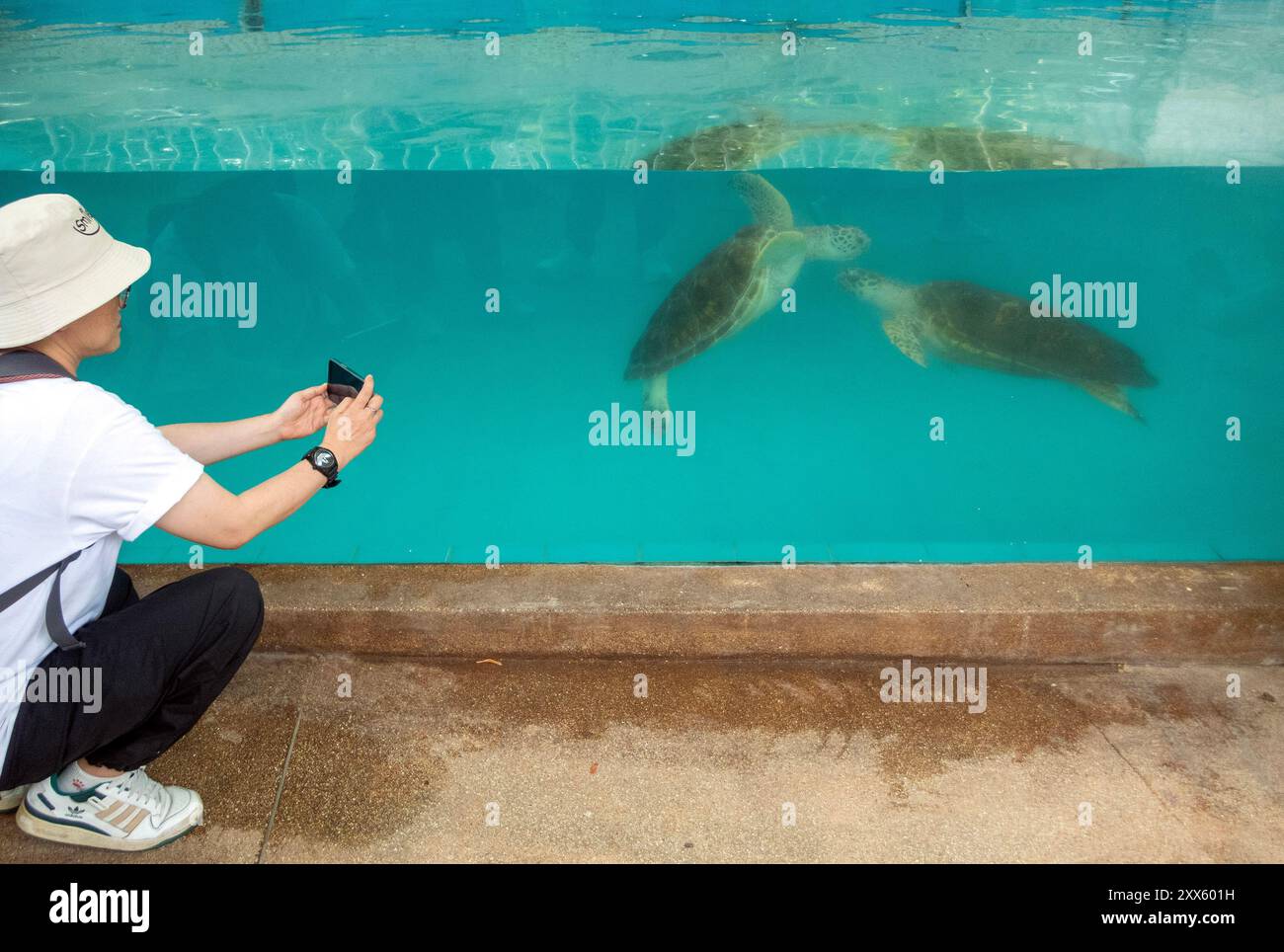 A visitor seen taking photos of sea turtles in the display area at the ...