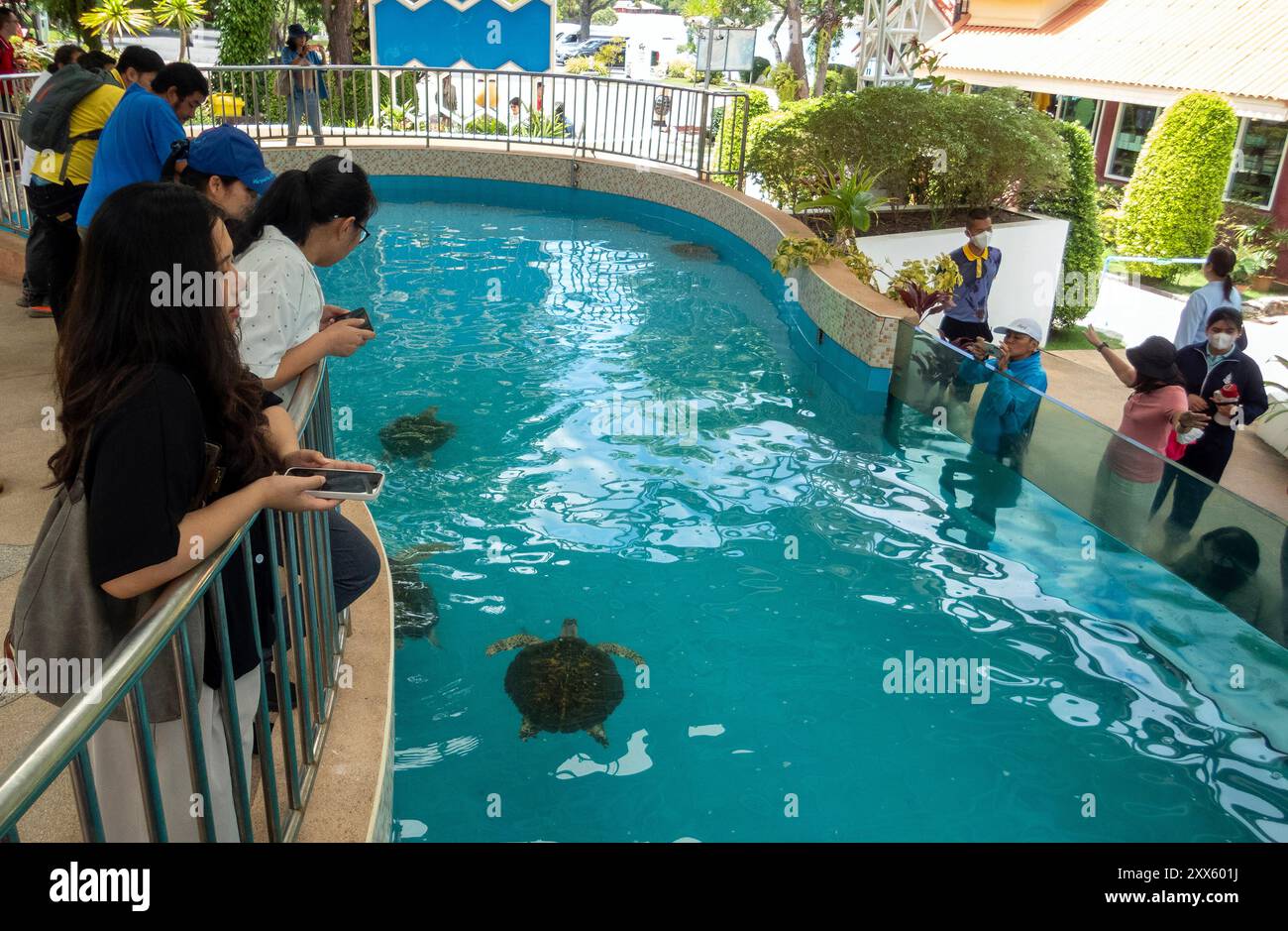 Visitors are seen observing sea turtles in the display area at the Sea ...