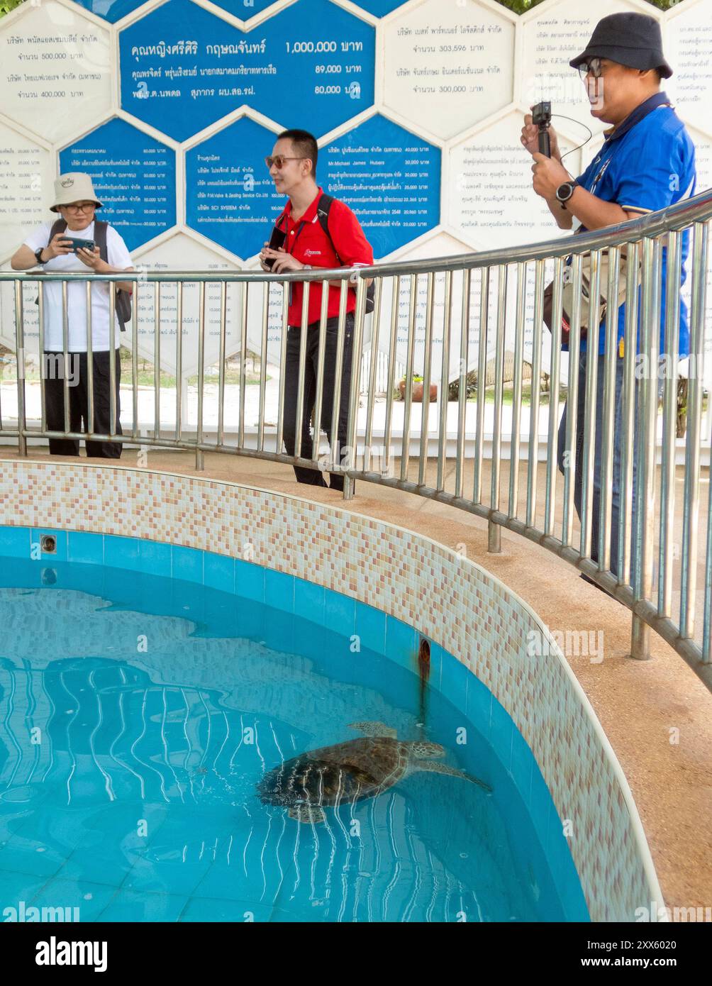 Visitors seen taking photos of sea turtles in the display area at the ...