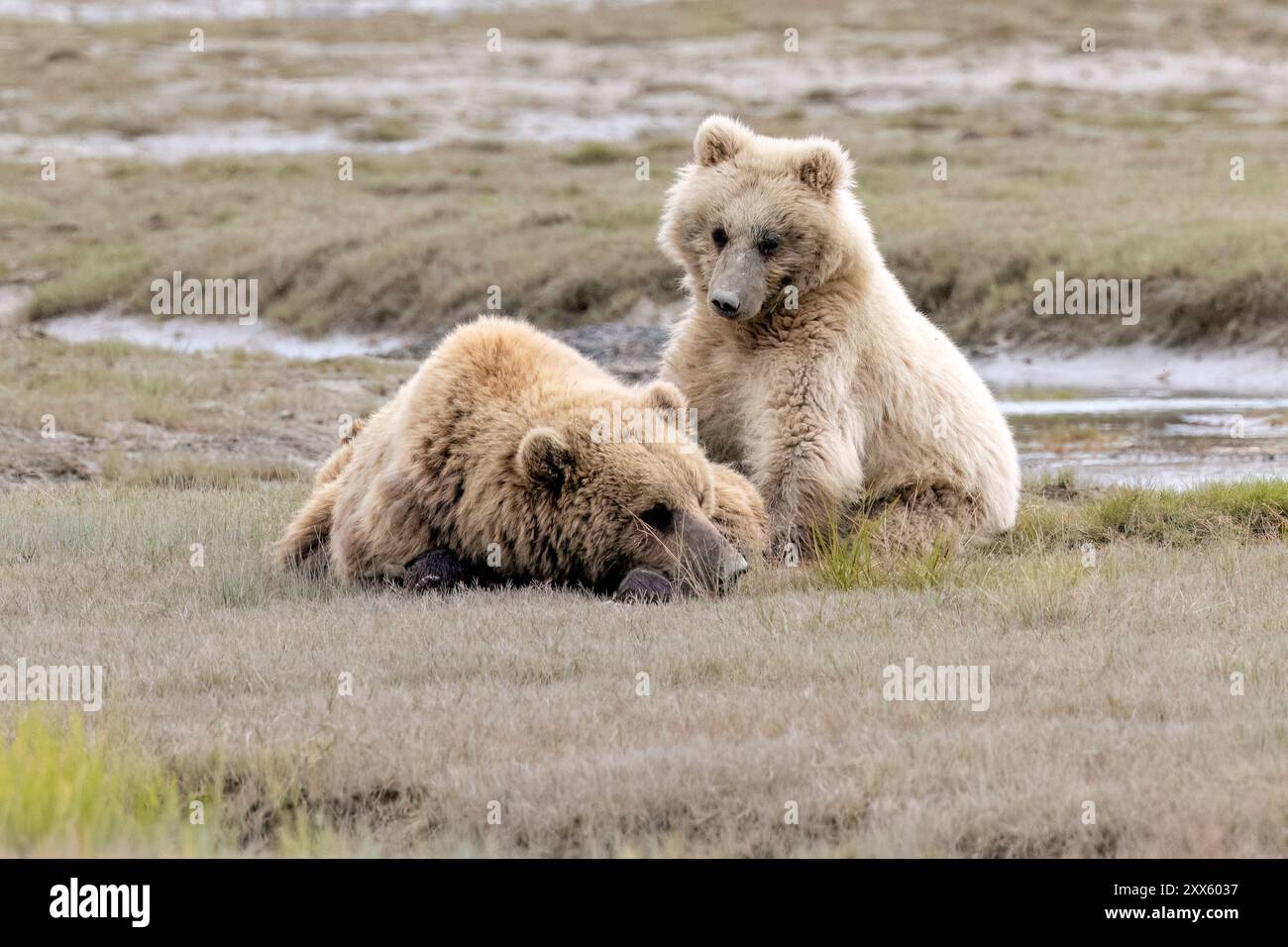 Blond Coastal Brown Bear cub - Brown Bear Bay, Chinitna Bay, near Lake ...