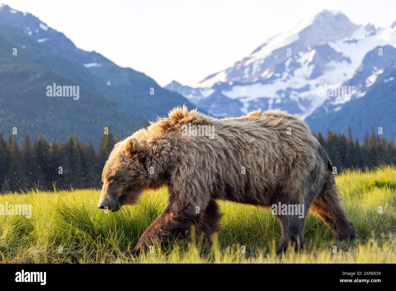 Coastal Brown Bear with Mount Iliamna in the background - Brown Bear ...