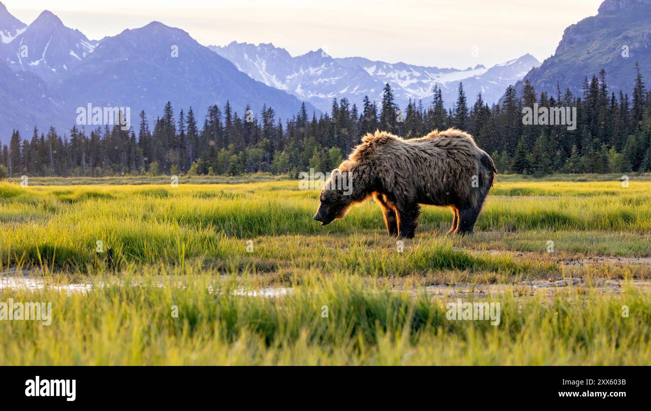 Coastal Brown Bear grazing at Brown Bear Bay, Chinitna Bay, near Lake ...
