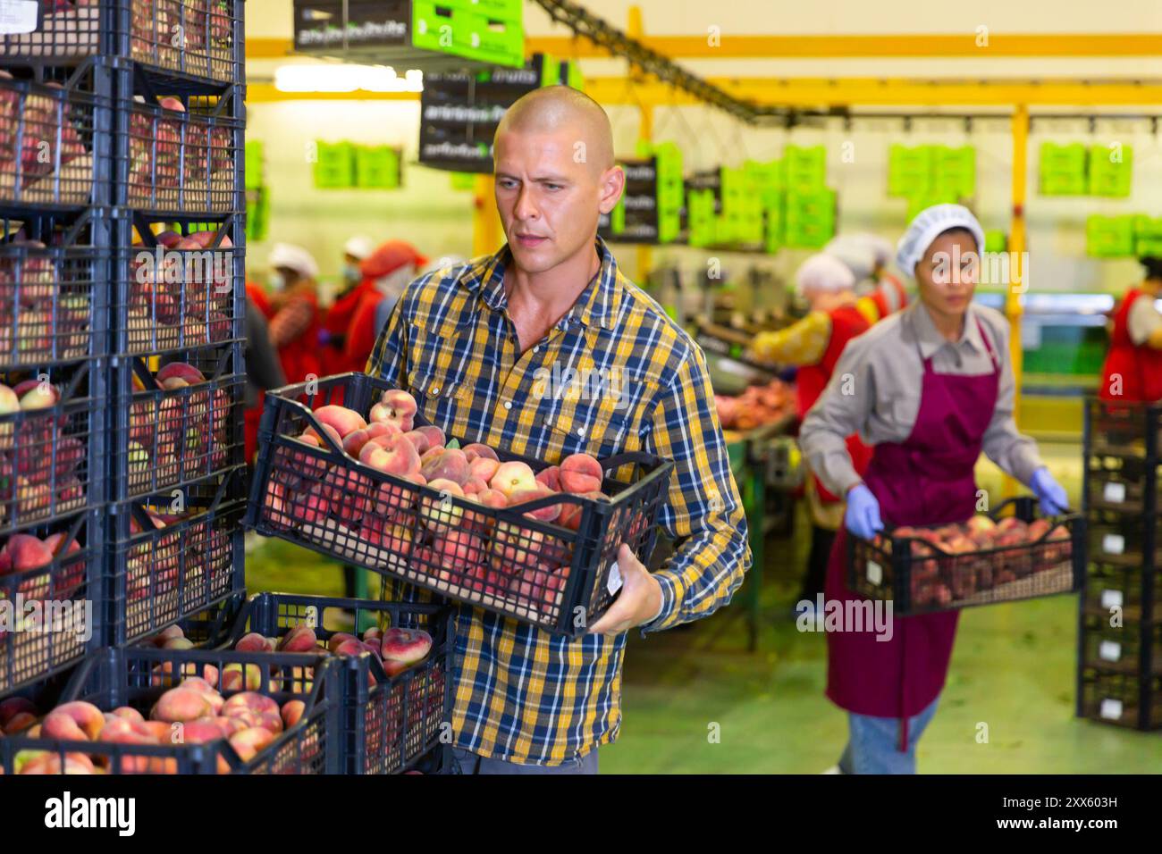 Portrait of man working on sorting line at fruit warehouse, stacking ...
