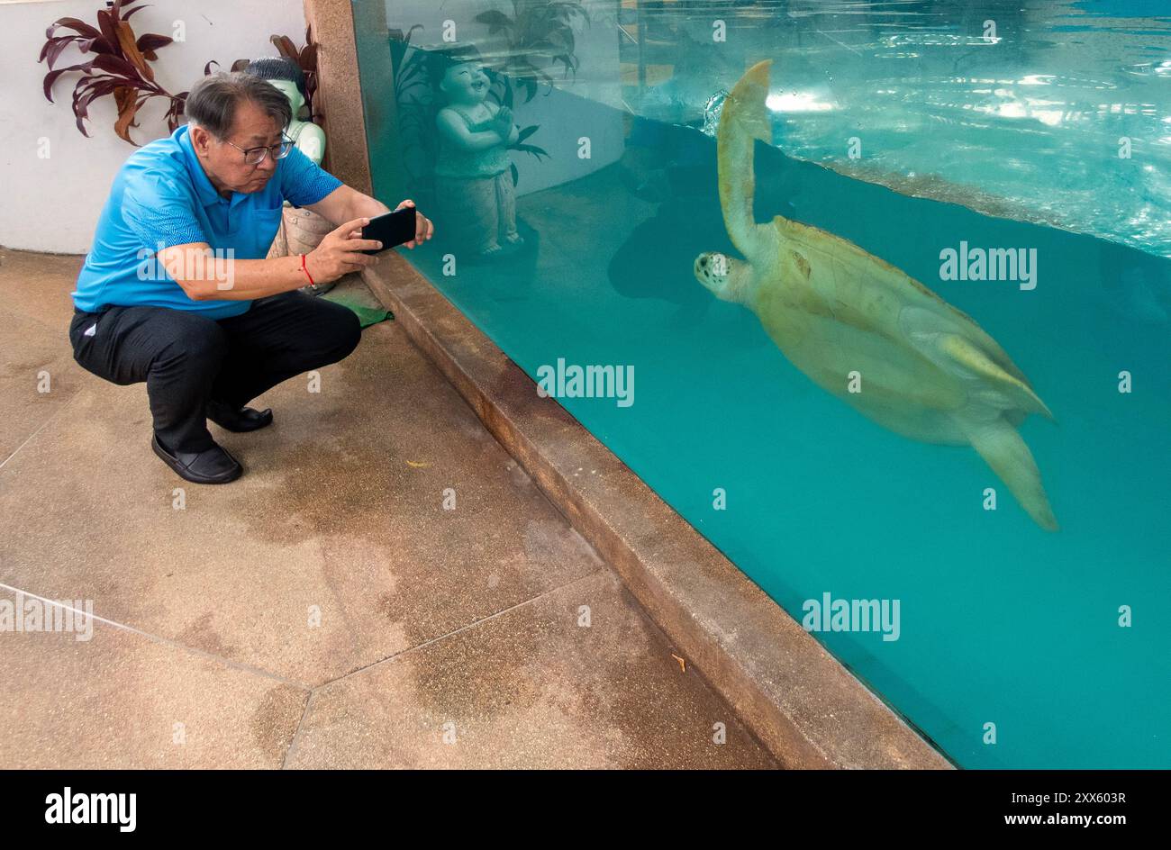 A visitor seen taking photos of sea turtle in the display area at the ...
