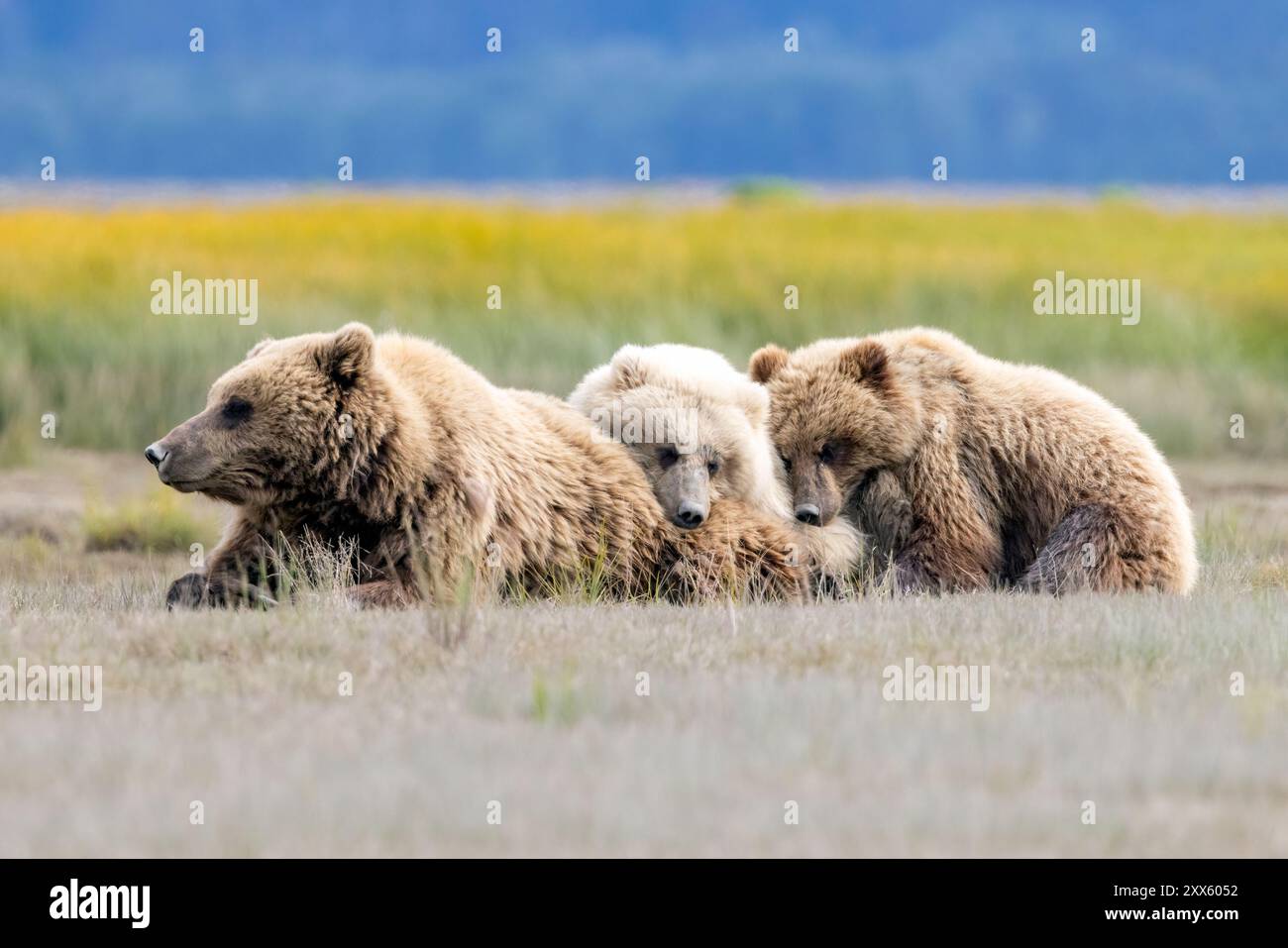 Coastal Brown Bear mother and her cubs napping - Brown Bear Bay ...