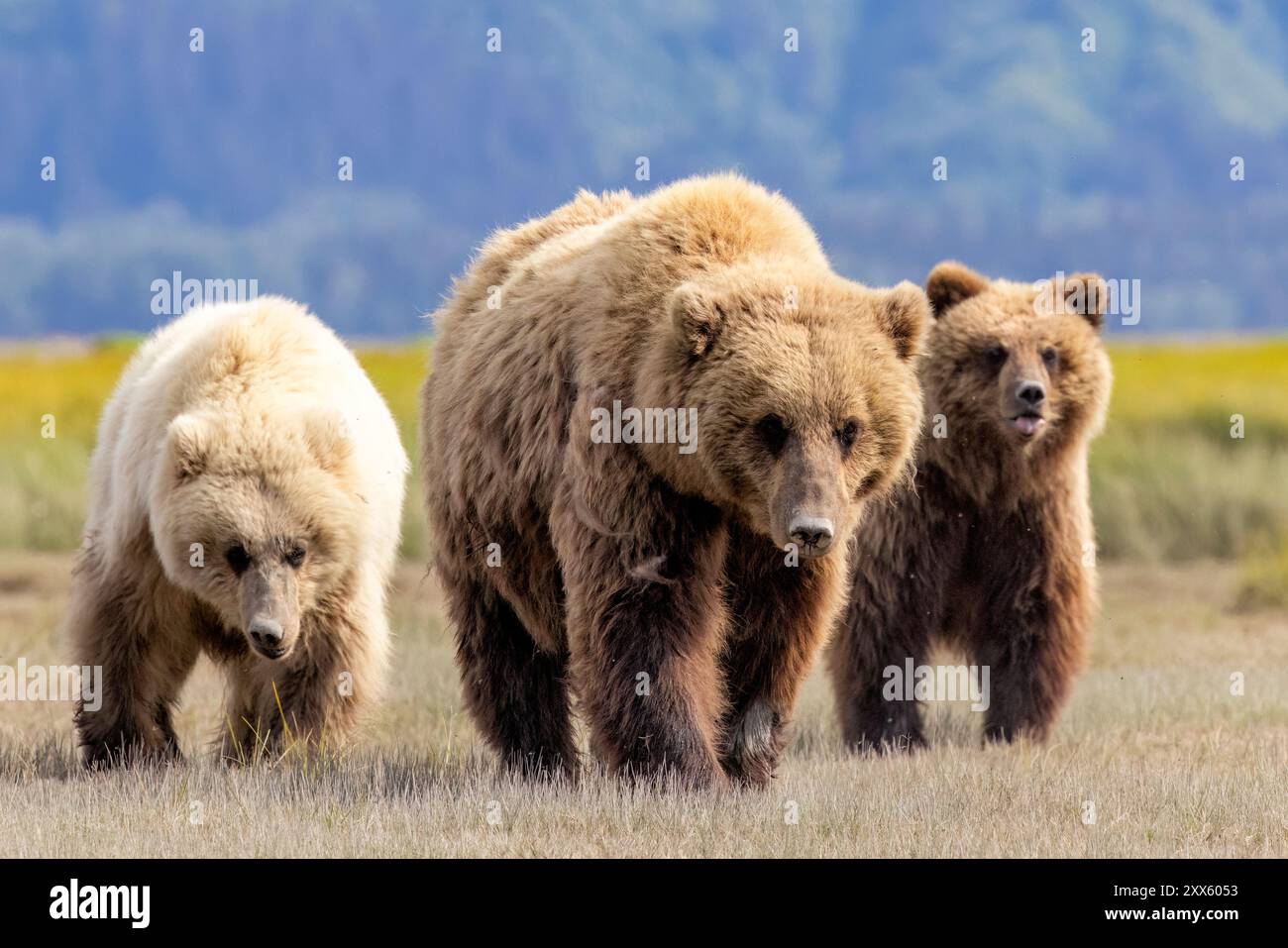 Coastal Brown Bear mother and her cubs - Brown Bear Bay, Chinitna Bay ...