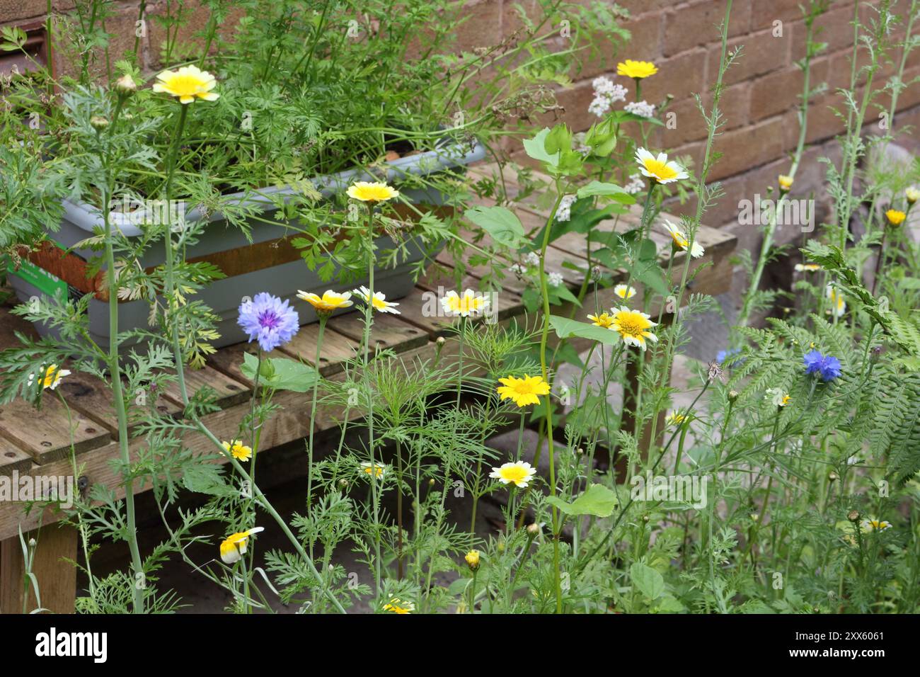 Yellow crown daisy flowers hi-res stock photography and images - Alamy
