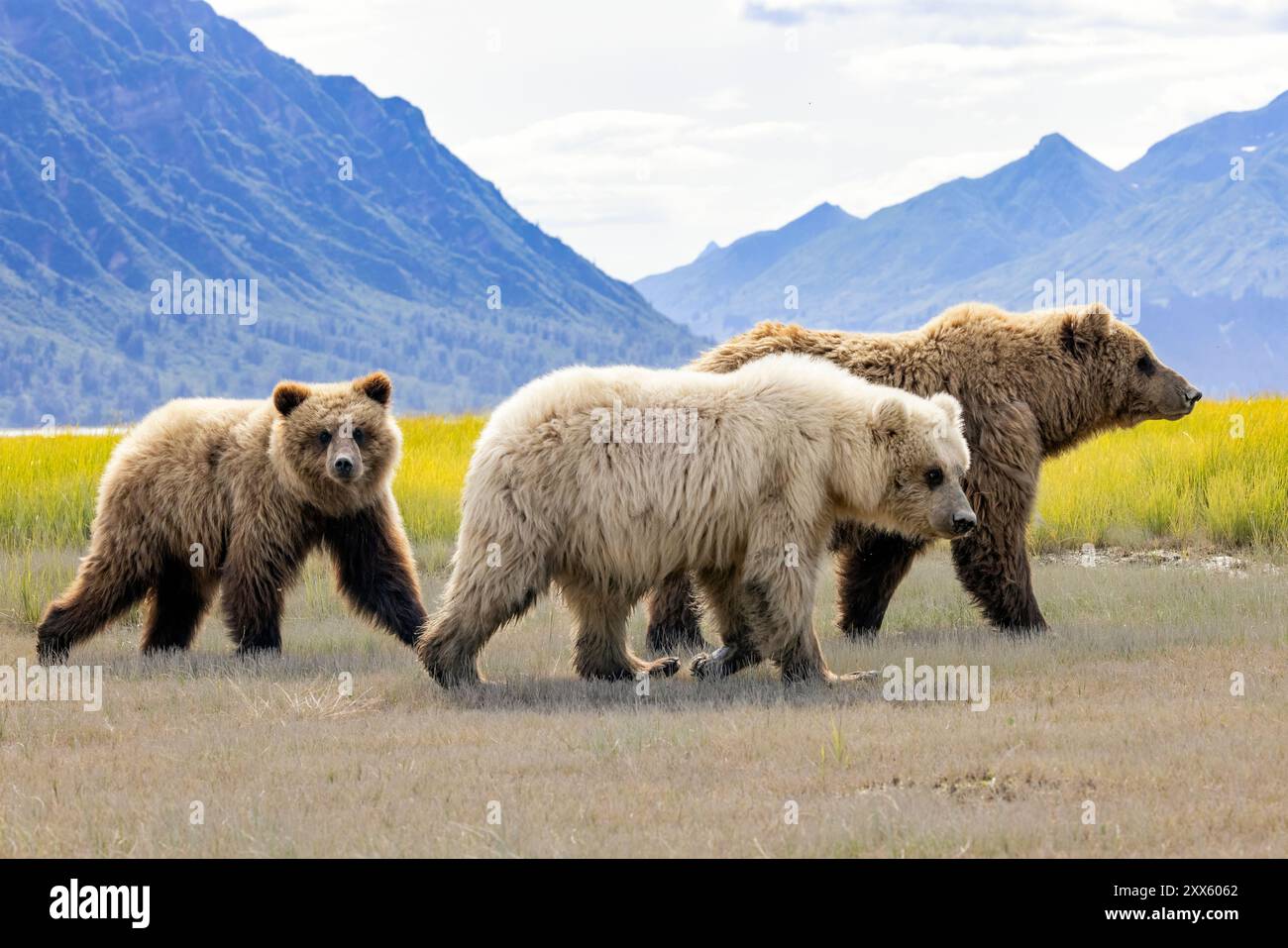 Coastal Brown Bear mother and her cubs - Brown Bear Bay, Chinitna Bay ...