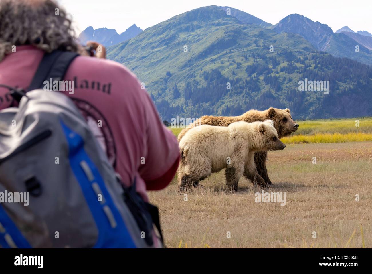 Person photographing a Coastal Brown Bear mother and cub - Brown Bear ...