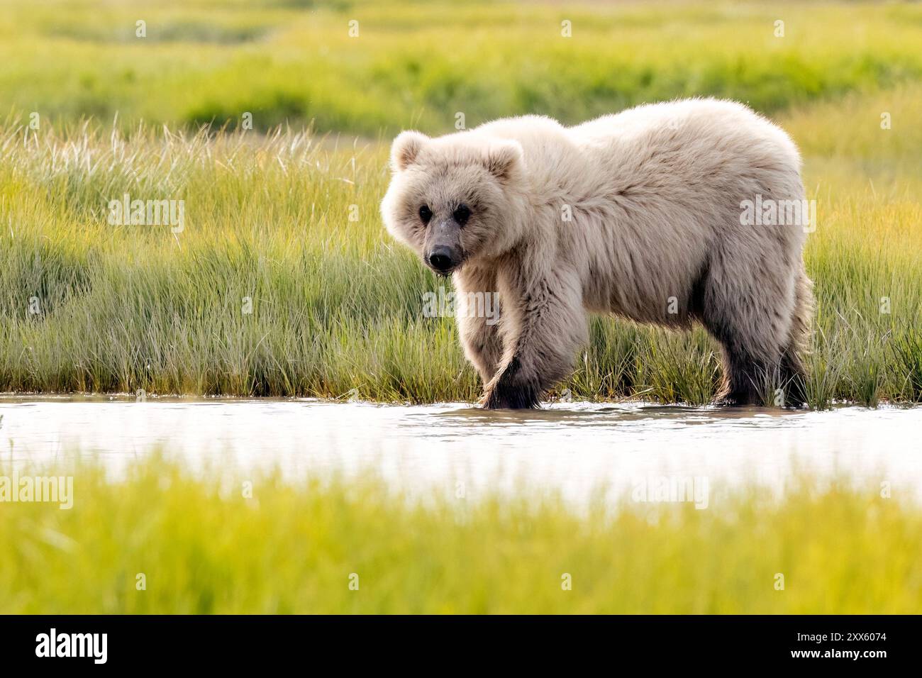 Blond Coastal Brown Bear cub - Brown Bear Bay, Chinitna Bay, near Lake ...