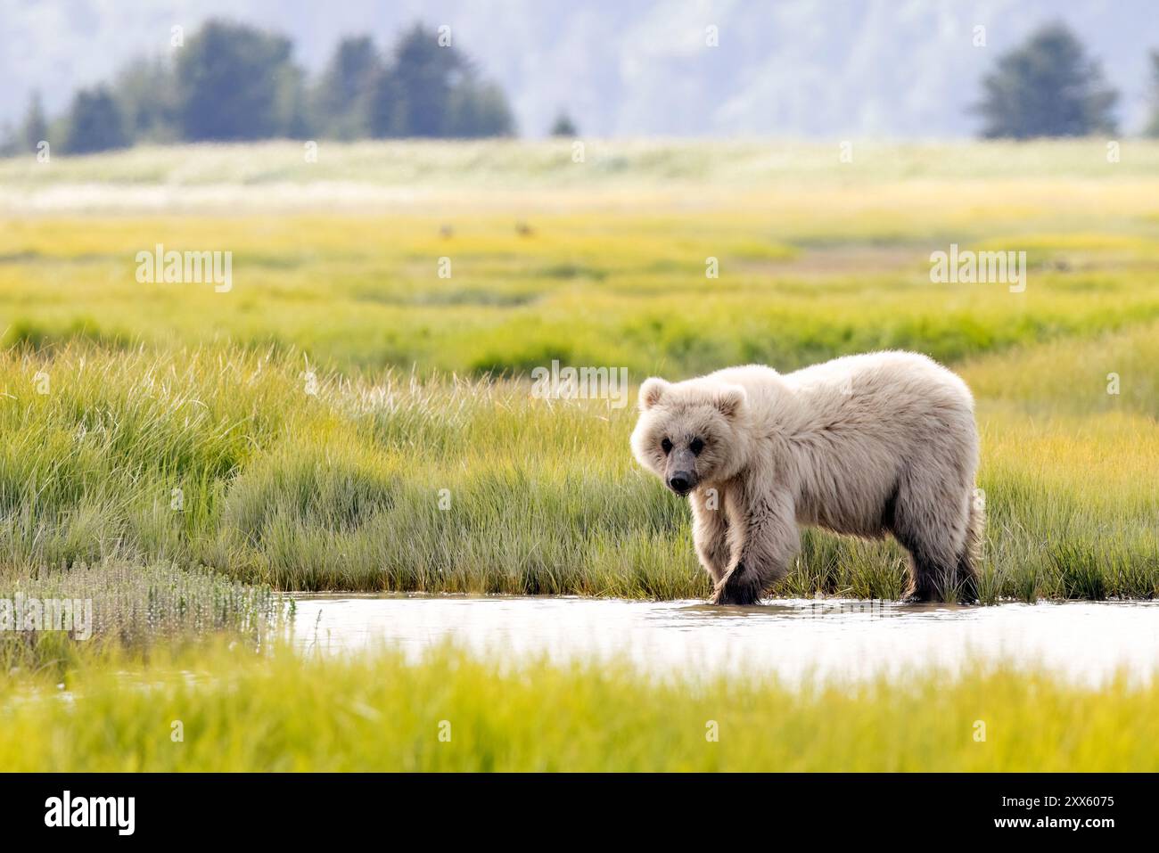 Blond Coastal Brown Bear cub - Brown Bear Bay, Chinitna Bay, near Lake ...