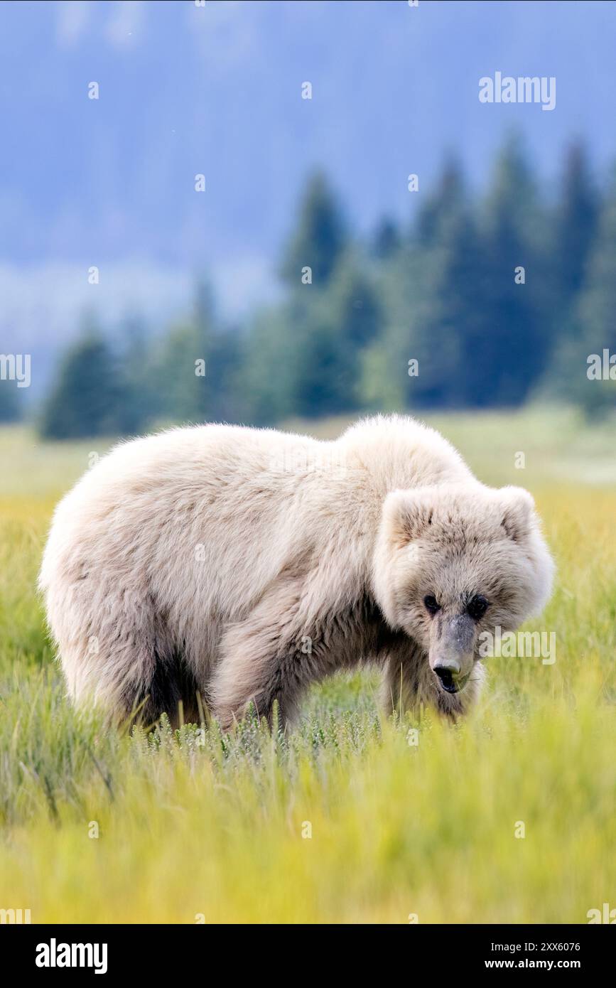 Blond Coastal Brown Bear cub - Brown Bear Bay, Chinitna Bay, near Lake ...