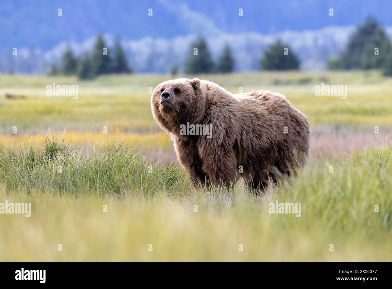 Coastal Brown Bear - Brown Bear Bay, Chinitna Bay, near Lake Clark ...
