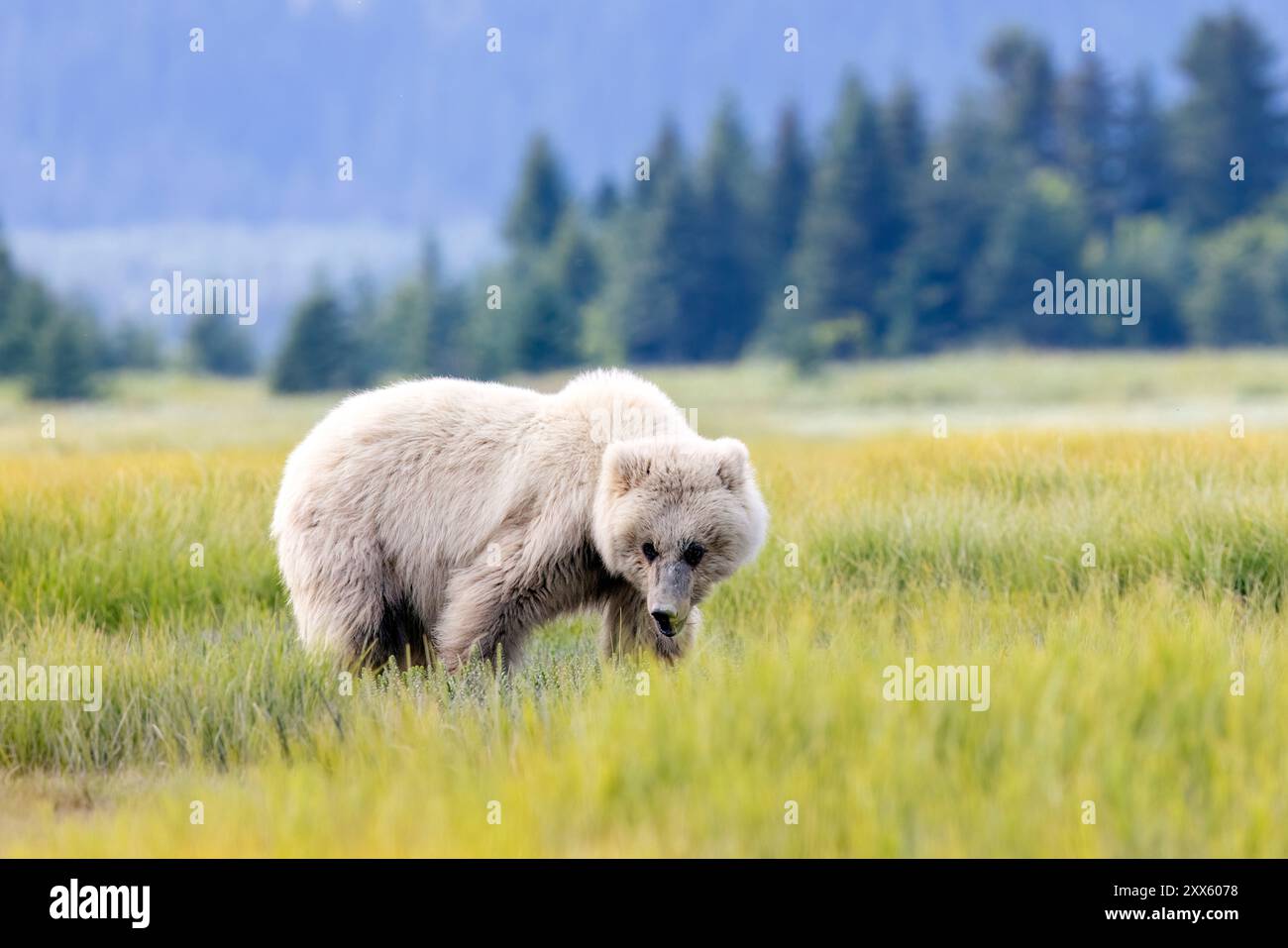 Blond Coastal Brown Bear cub - Brown Bear Bay, Chinitna Bay, near Lake ...