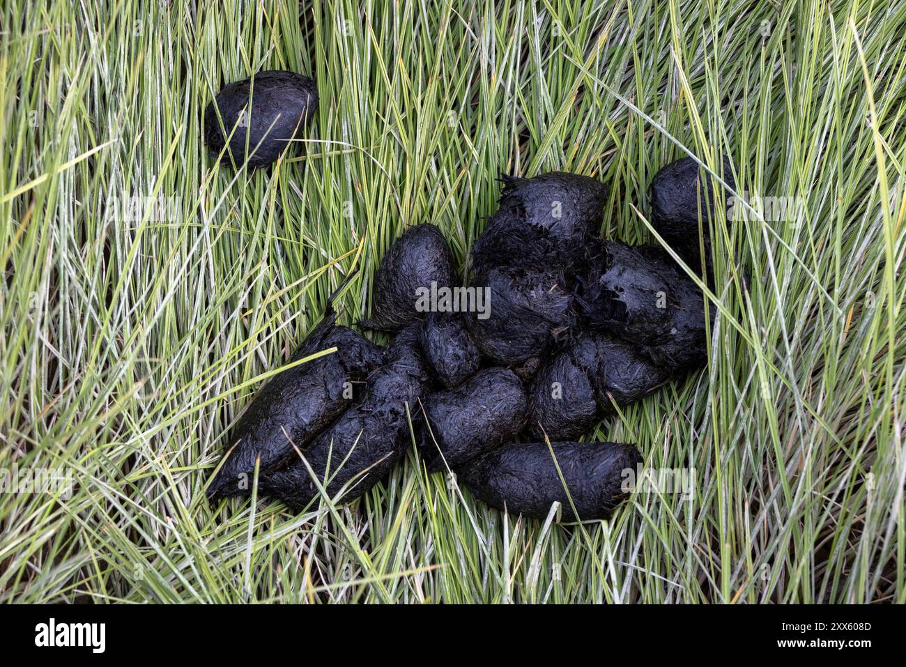 Coastal Brown Bear scat - Brown Bear Bay, Chinitna Bay, near Lake Clark ...