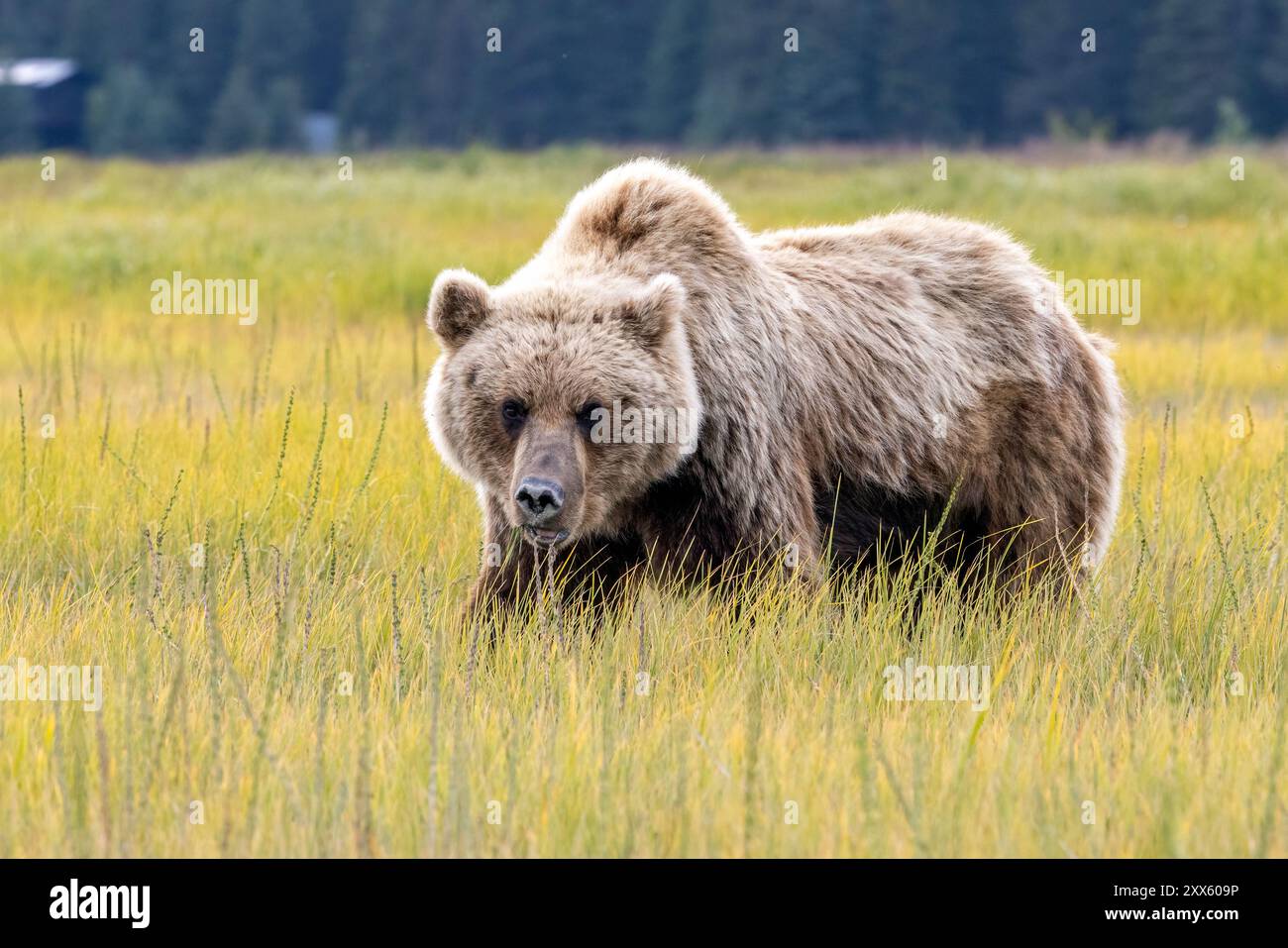 Coastal Brown Bear - Brown Bear Bay, Chinitna Bay, near Lake Clark ...