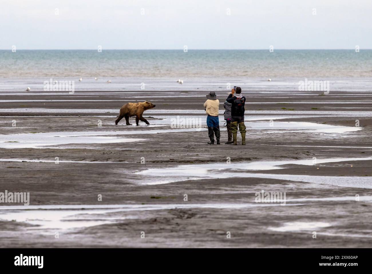 People watching a Coastal Brown Bear walking across tidal flats - Brown ...