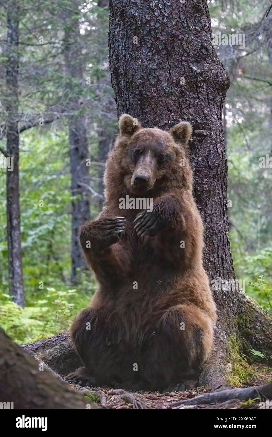Large Coastal Brown Bear enjoying scratching itself against tree ...