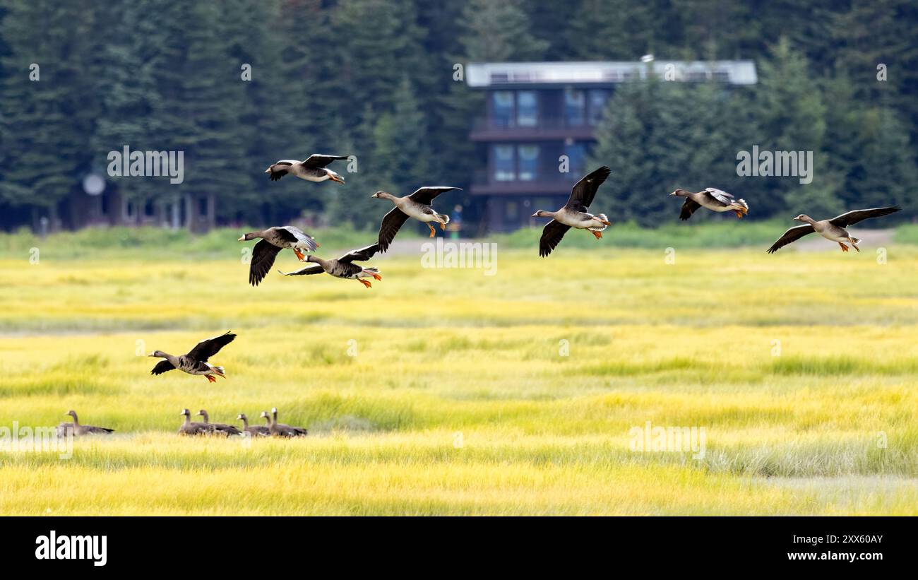 Flock of Greater White-fronted Geese - (Anser albifrons) - Brown Bear ...