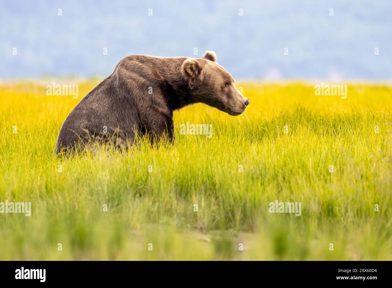 Coastal Brown Bear - Brown Bear Bay, Chinitna Bay, near Lake Clark ...