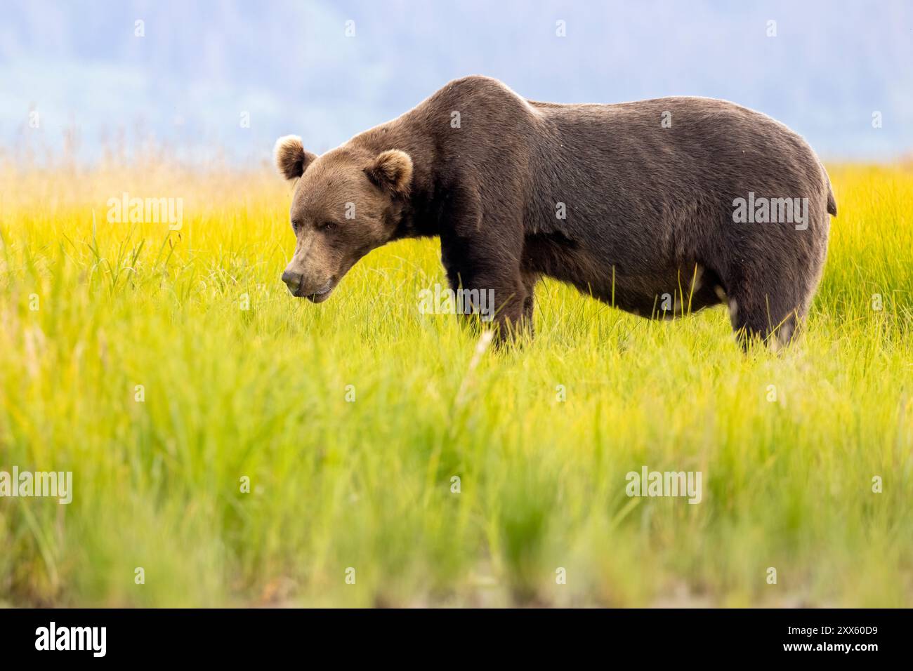 Coastal Brown Bear - Brown Bear Bay, Chinitna Bay, near Lake Clark ...