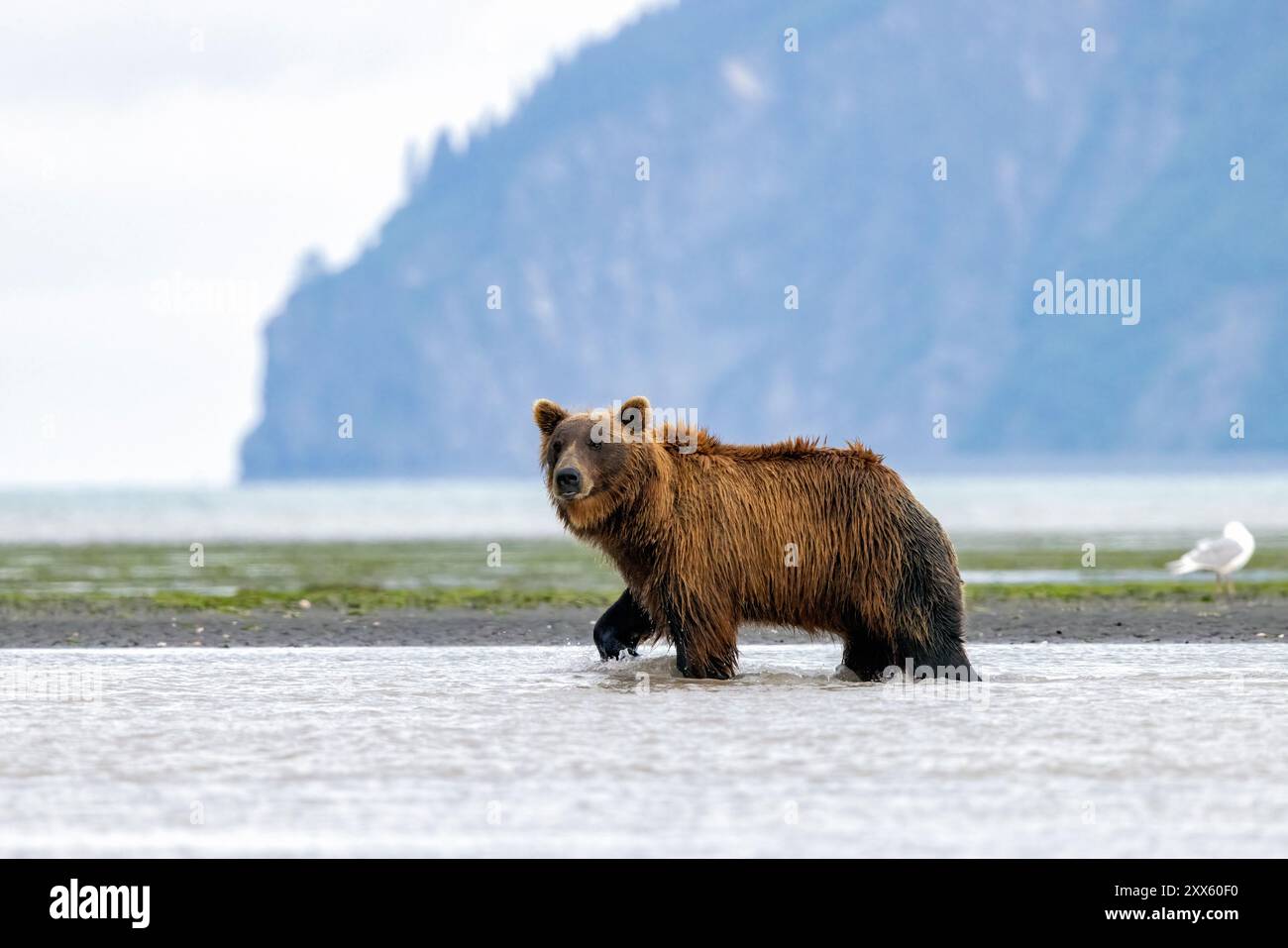 Coastal Brown Bear fishing - Brown Bear Bay, Chinitna Bay, near Lake ...
