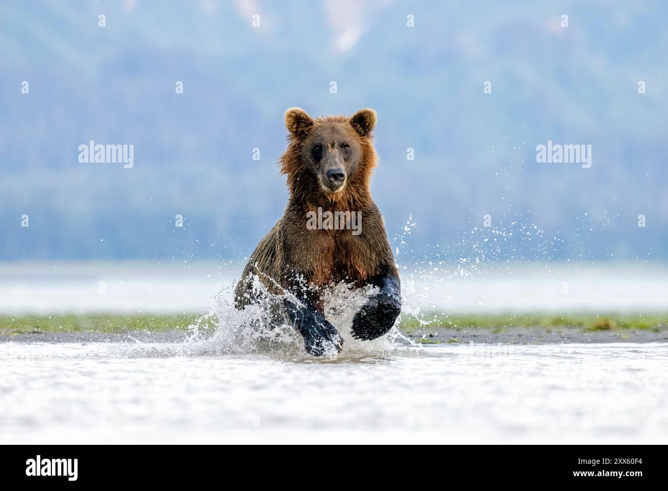 Coastal Brown Bear chasing salmon - Brown Bear Bay, Chinitna Bay, near ...