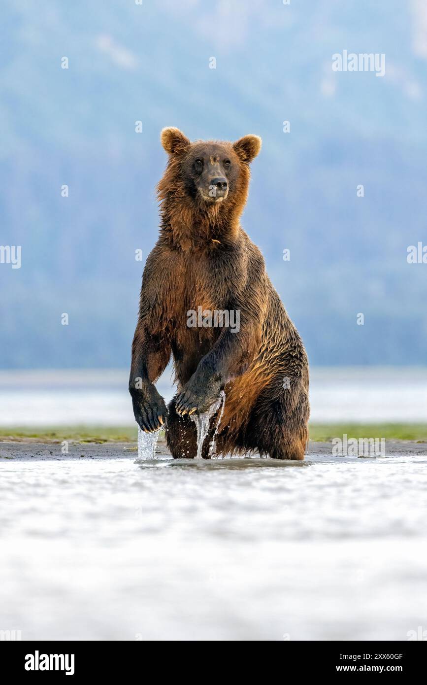 Brown bear standing up hi-res stock photography and images - Alamy