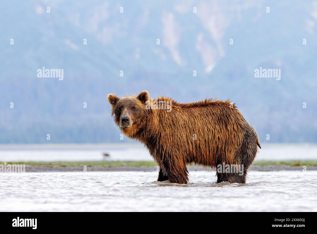 Coastal Brown Bear fishing - Brown Bear Bay, Chinitna Bay, near Lake ...