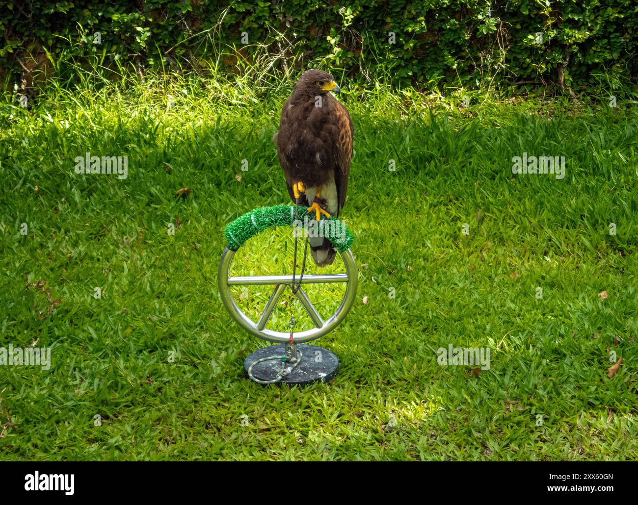 Pigeon control process hi-res stock photography and images - Alamy