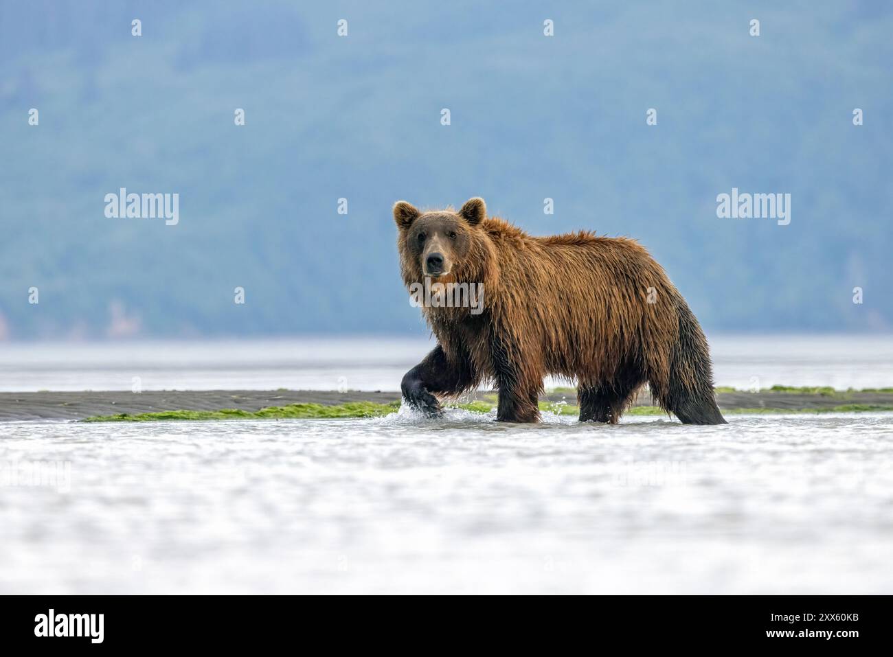 Coastal Brown Bear fishing - Brown Bear Bay, Chinitna Bay, near Lake ...