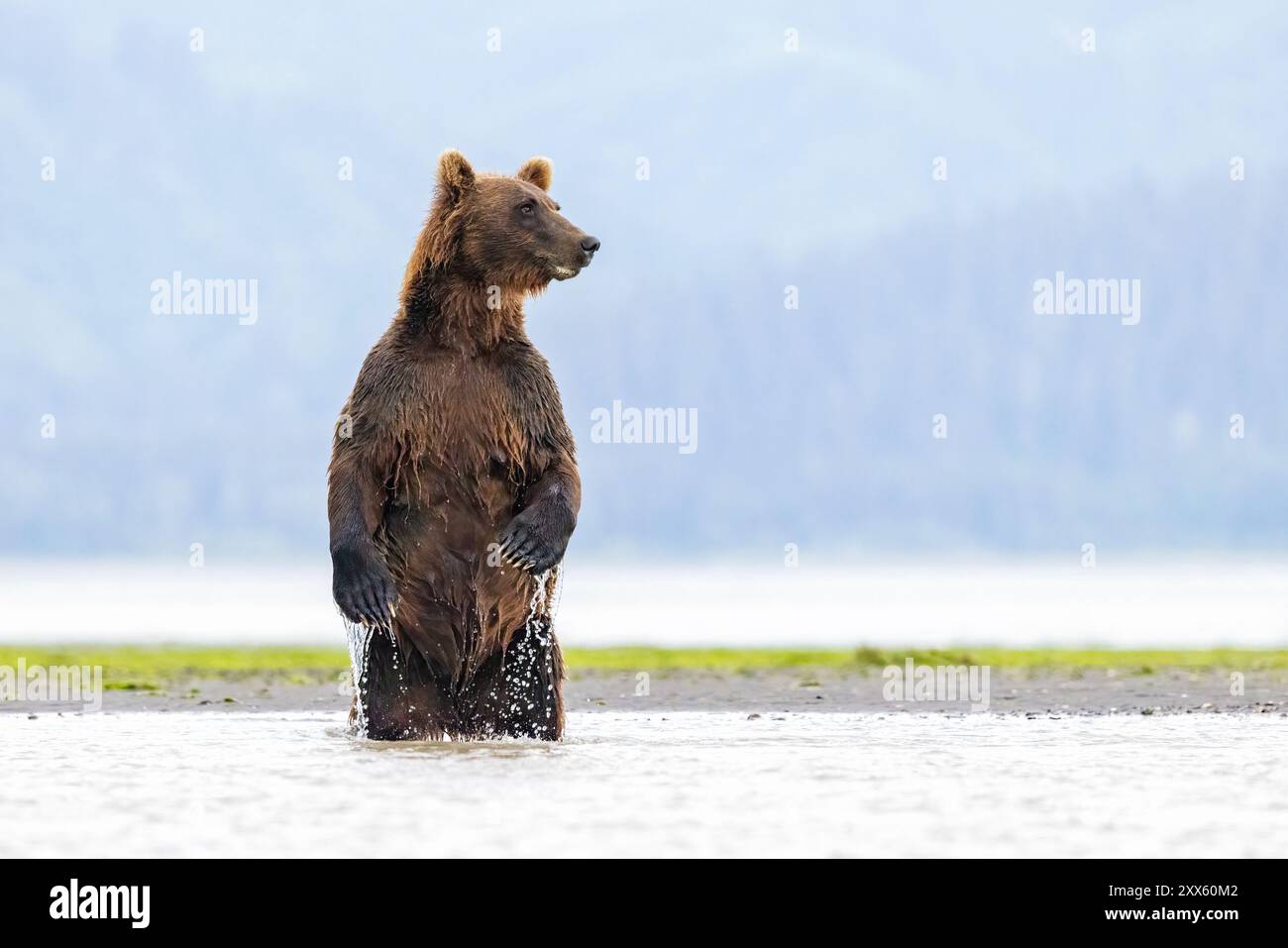 Brown bear standing up hi-res stock photography and images - Alamy