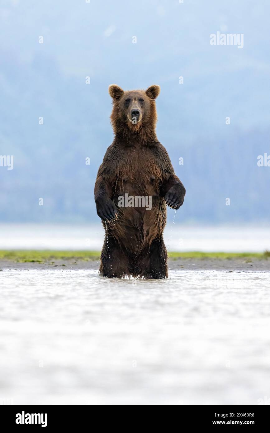 Brown Bear Standing Up