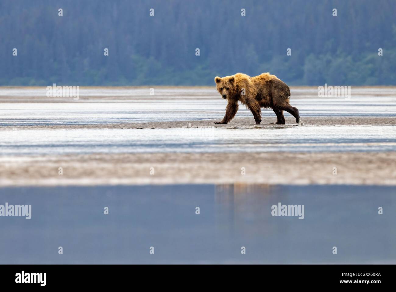 Coastal Brown Bear - Brown Bear Bay, Chinitna Bay, near Lake Clark ...