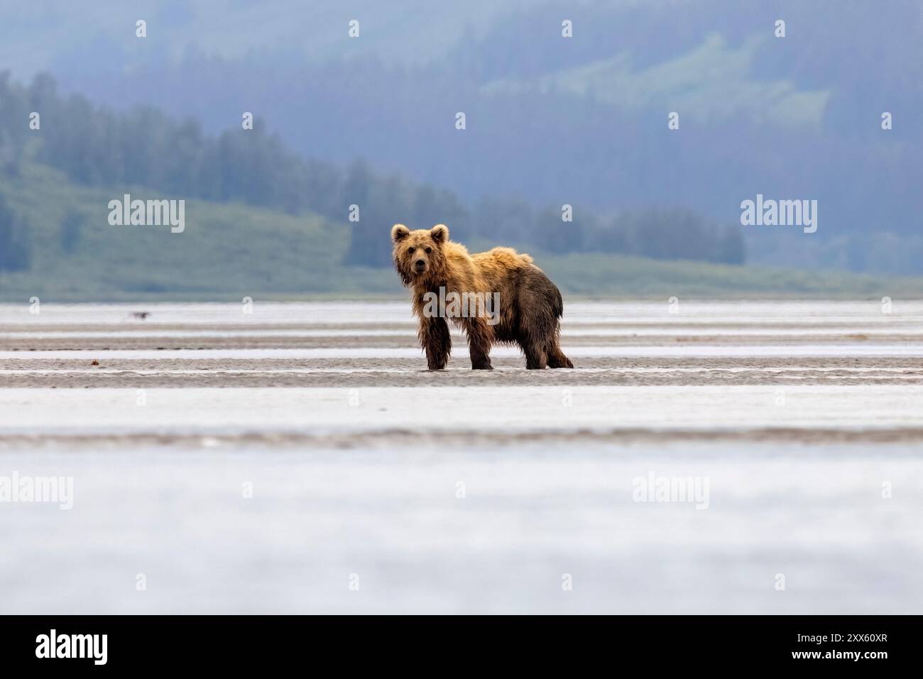 Coastal Brown Bear - Brown Bear Bay, Chinitna Bay, near Lake Clark ...