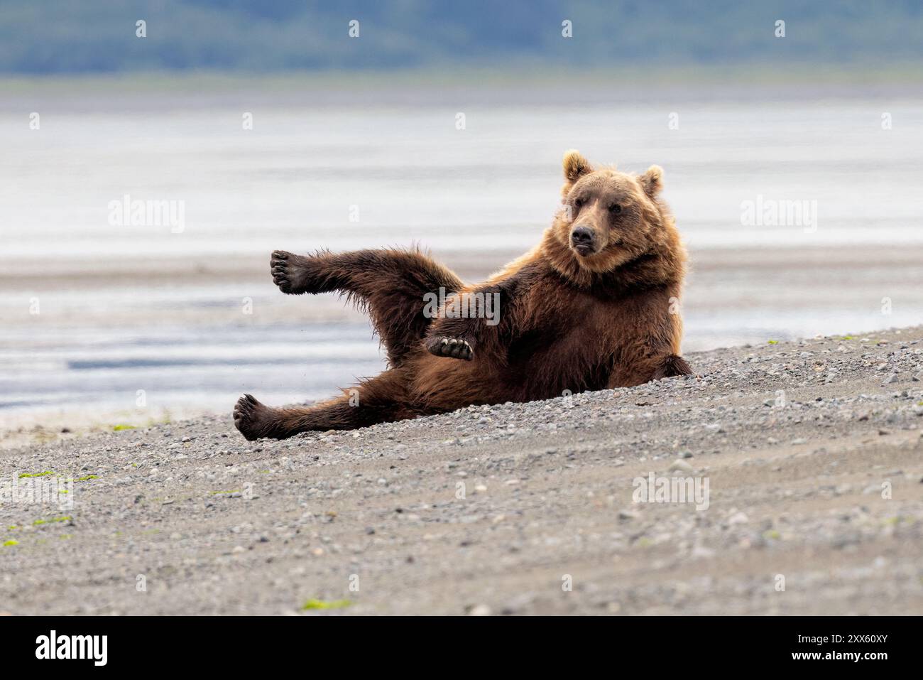 Funny image of Coastal Brown Bear "doing yoga" on the beach - Brown ...