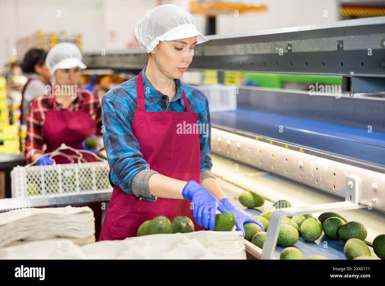 Workwoman sorting and packing ripe avocados in agricultural factory ...