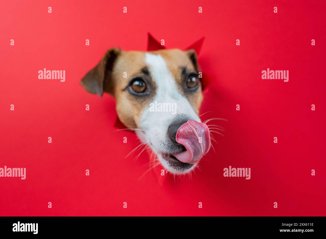 Funny dog licks his nose. Jack Russell Terrier head sticking out ...