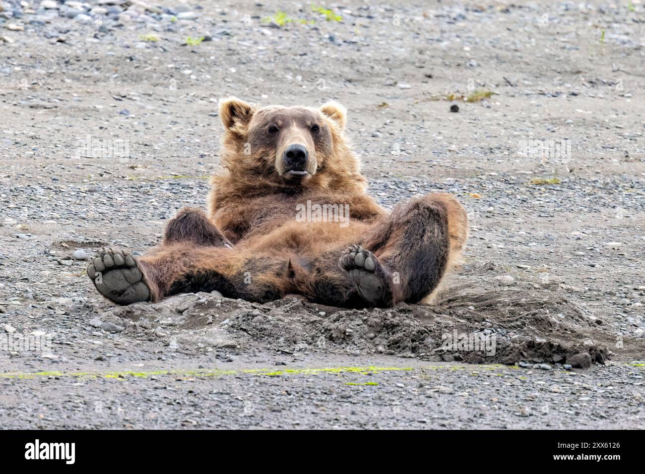 Funny image of Coastal Brown Bear resting on its back - Brown Bear Bay ...