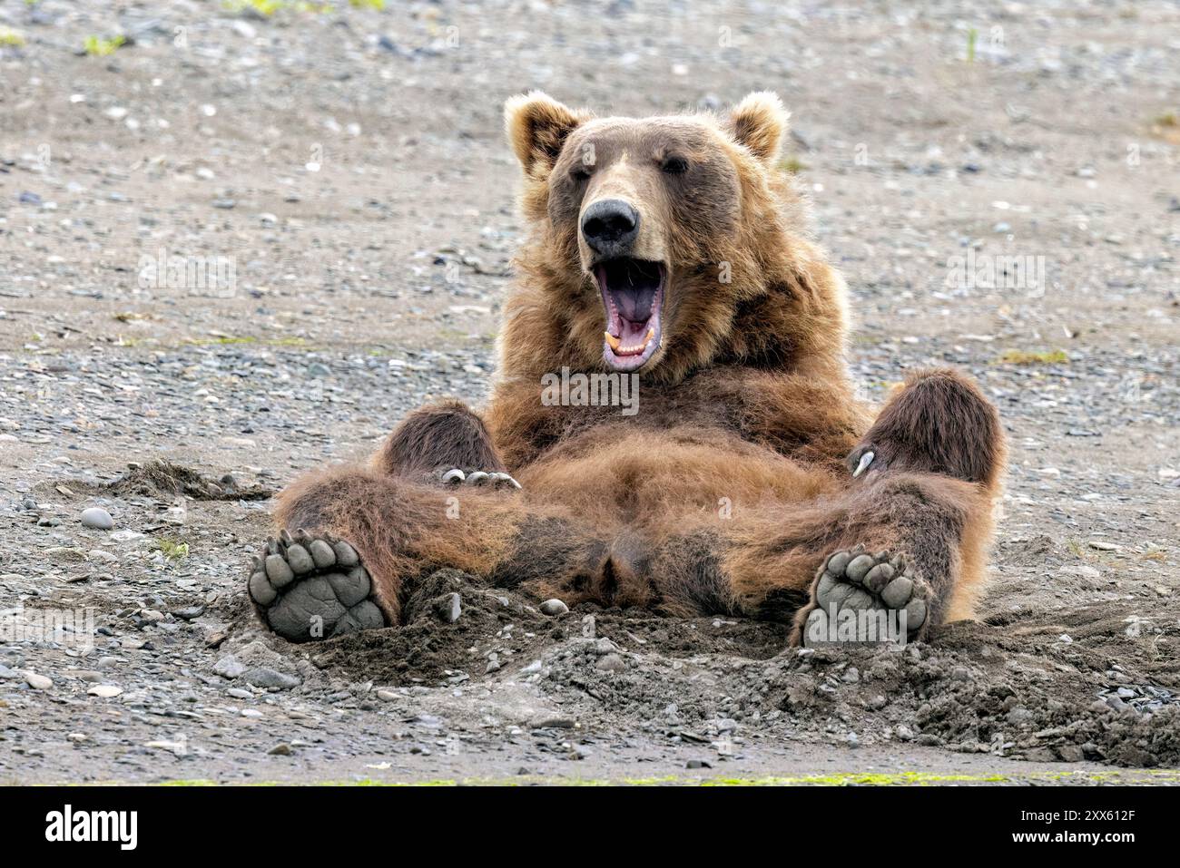 Funny image of Coastal Brown Bear yawning - Brown Bear Bay, Chinitna ...